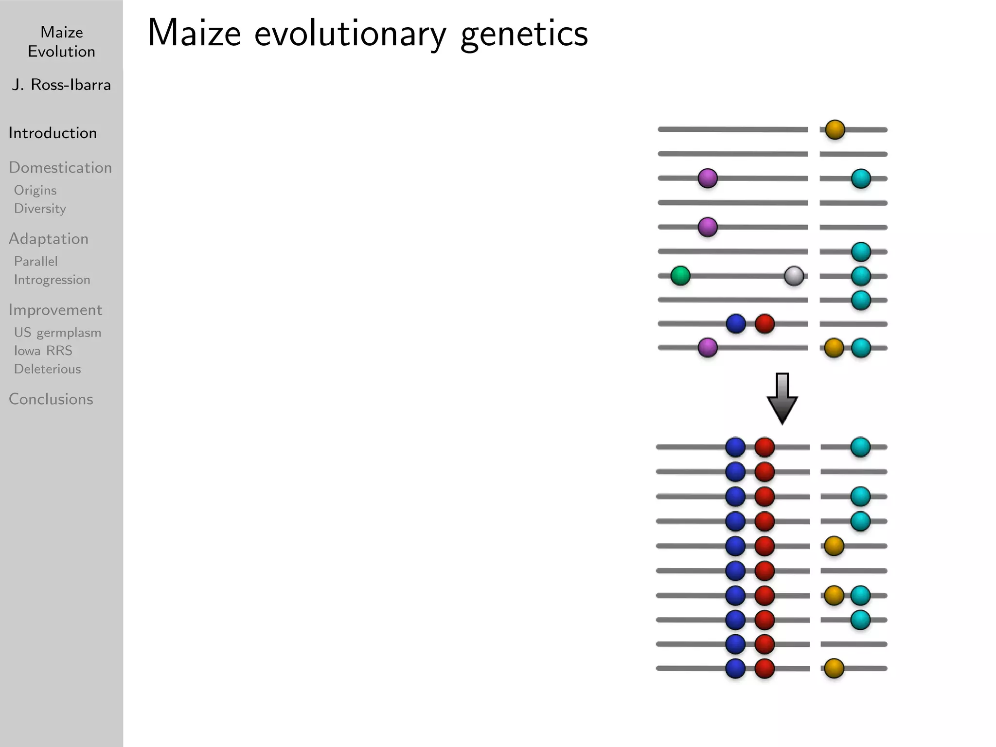 Population genetics of maize domestication, adaptation, and improvement ...