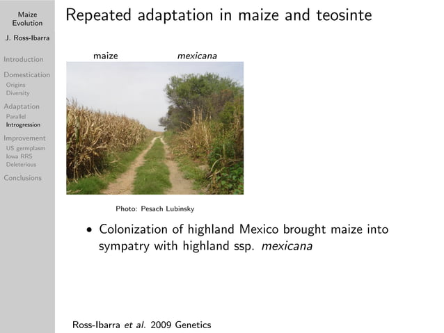 Population Genetics Of Maize Domestication Adaptation And Improvement