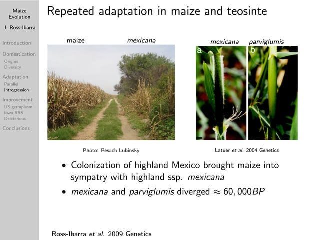 Population Genetics Of Maize Domestication Adaptation And Improvement