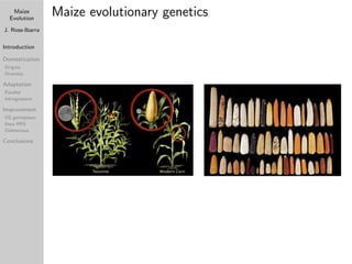 Population genetics of maize domestication, adaptation, and improvement ...