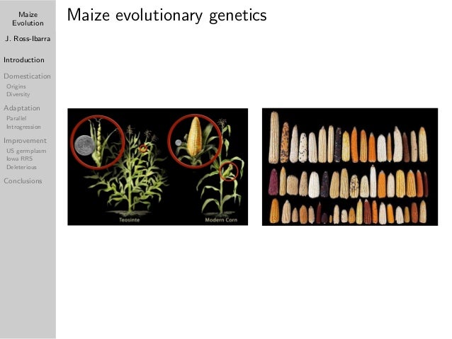 Population Genetics Of Maize Domestication Adaptation And Improveme…