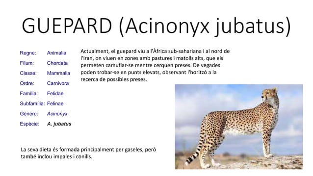 Guepard (acinonyx jubatus) | PPTX