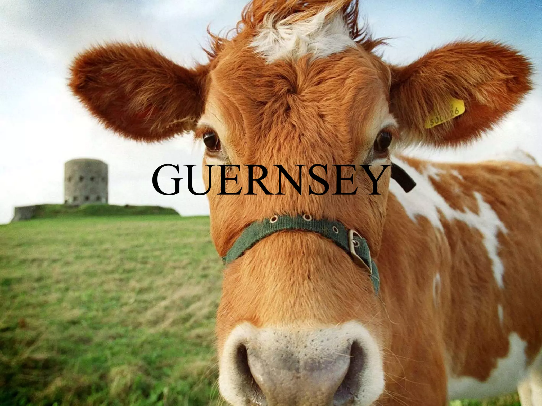 Guernsey | PPTX