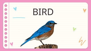 guess-the-animals_education for early english learner | PPT