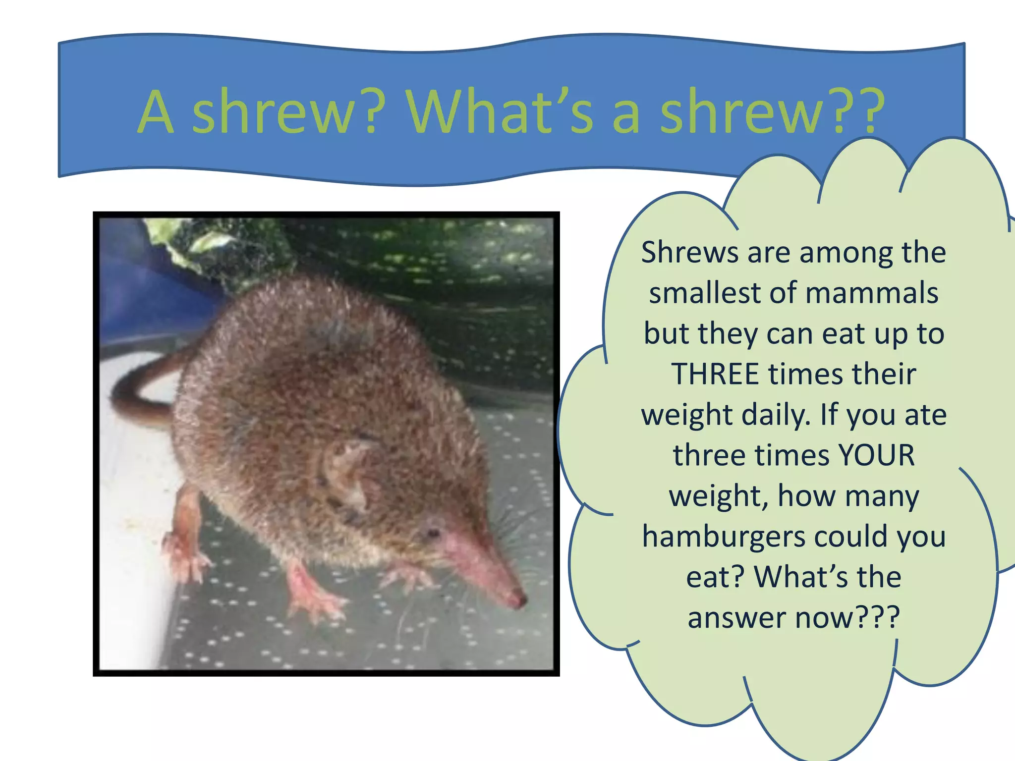 Guess The Covered Word And Anticipation Guide | PPT