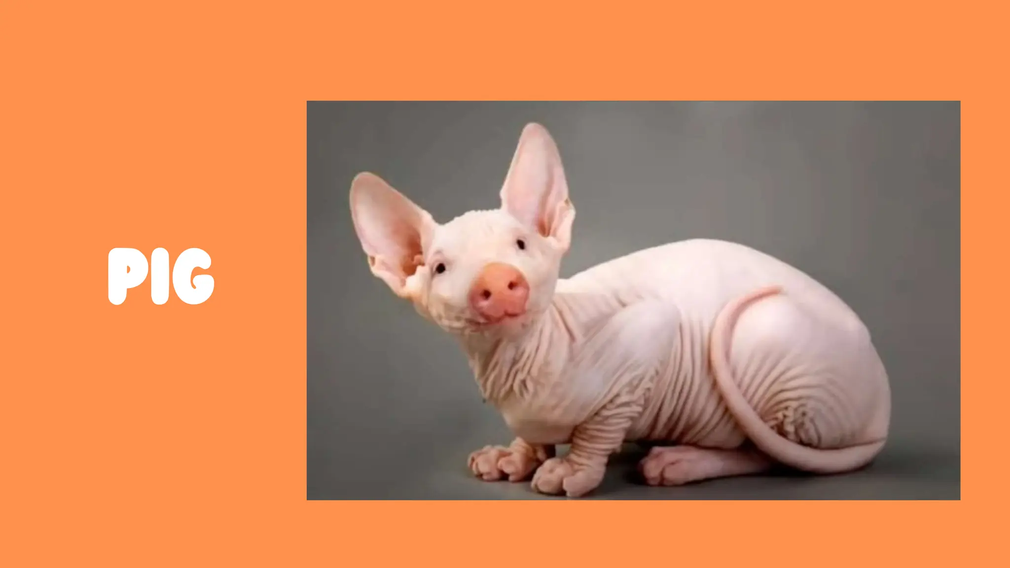 Guess the hybrid animal part 2.pptx