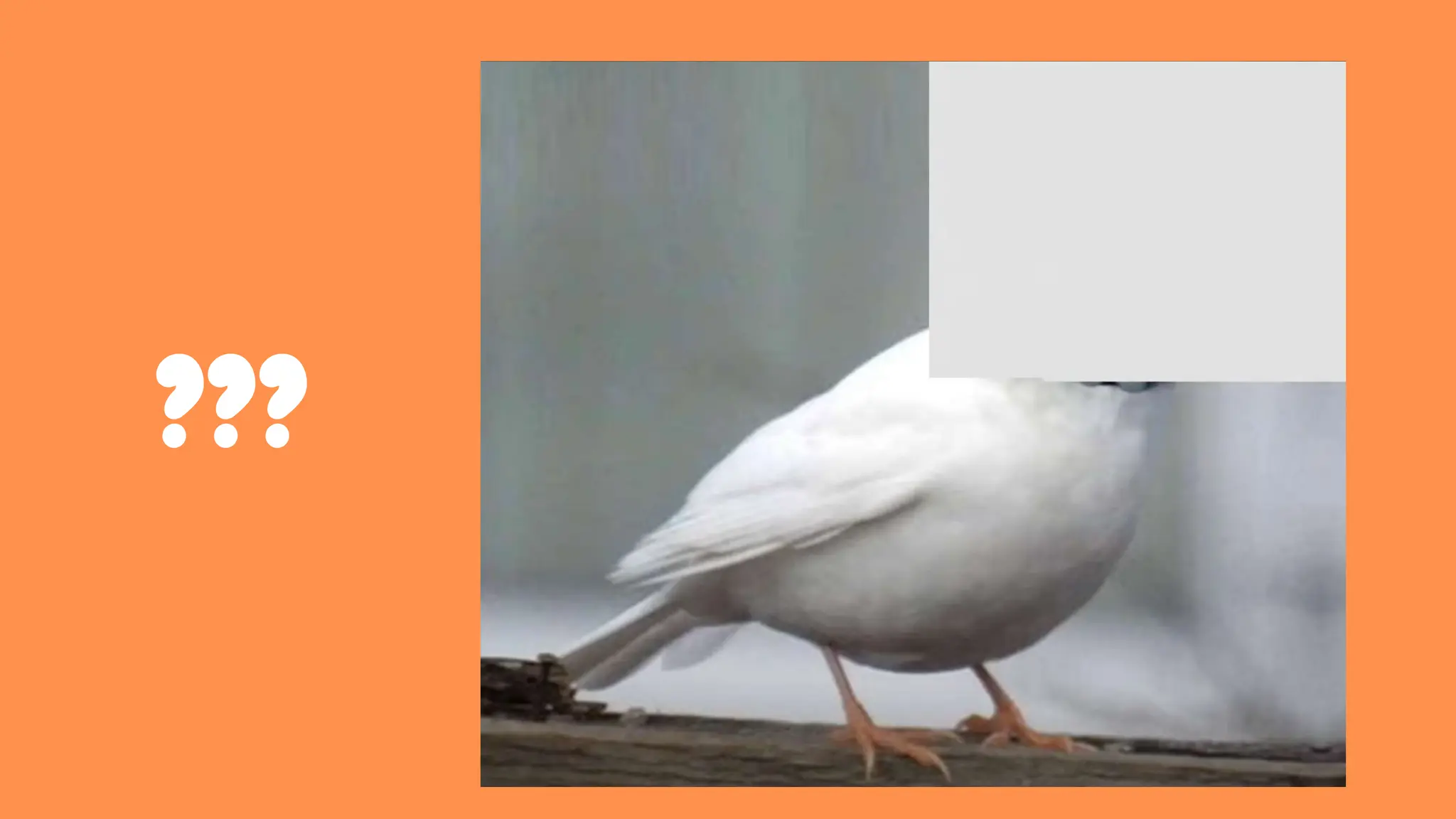 Guess the hybrid animal part 2.pptx