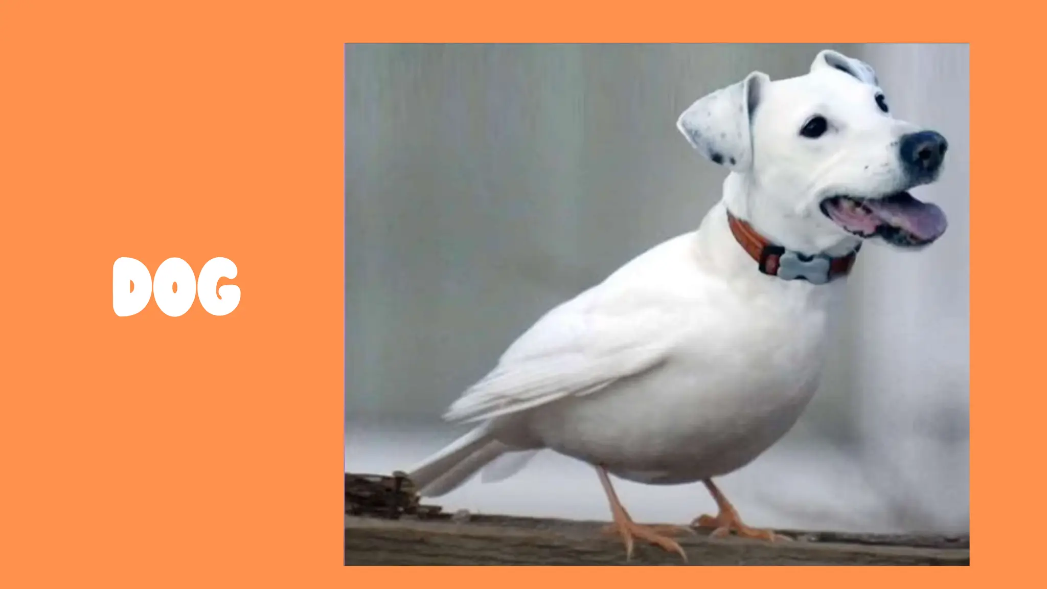 Guess the hybrid animal part 2.pptx