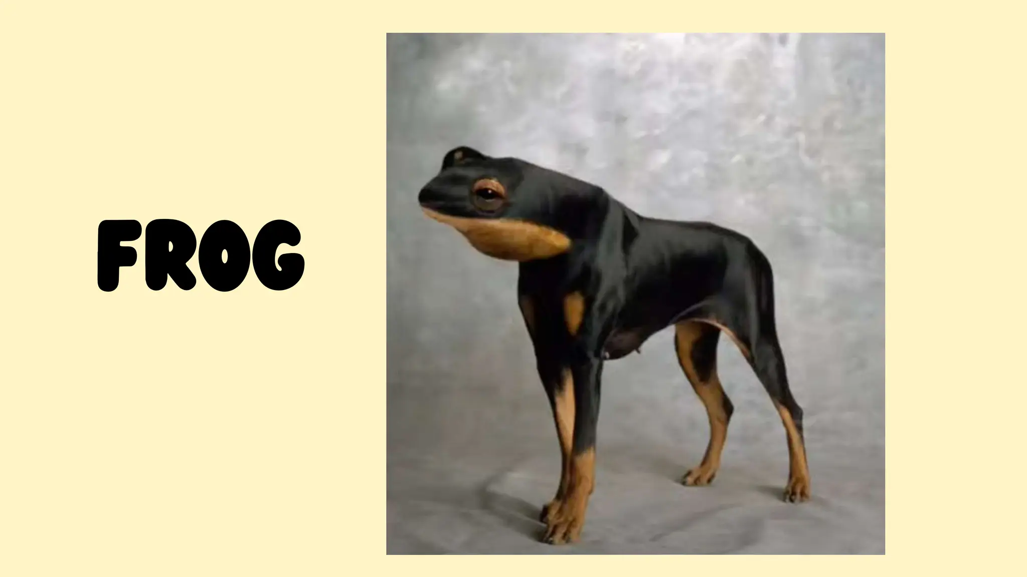 Guess the hybrid animal part 2.pptx