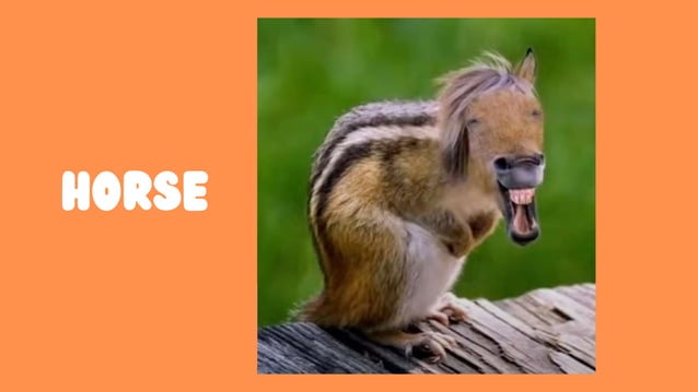 Guess the hybrid animal part 2.pptx