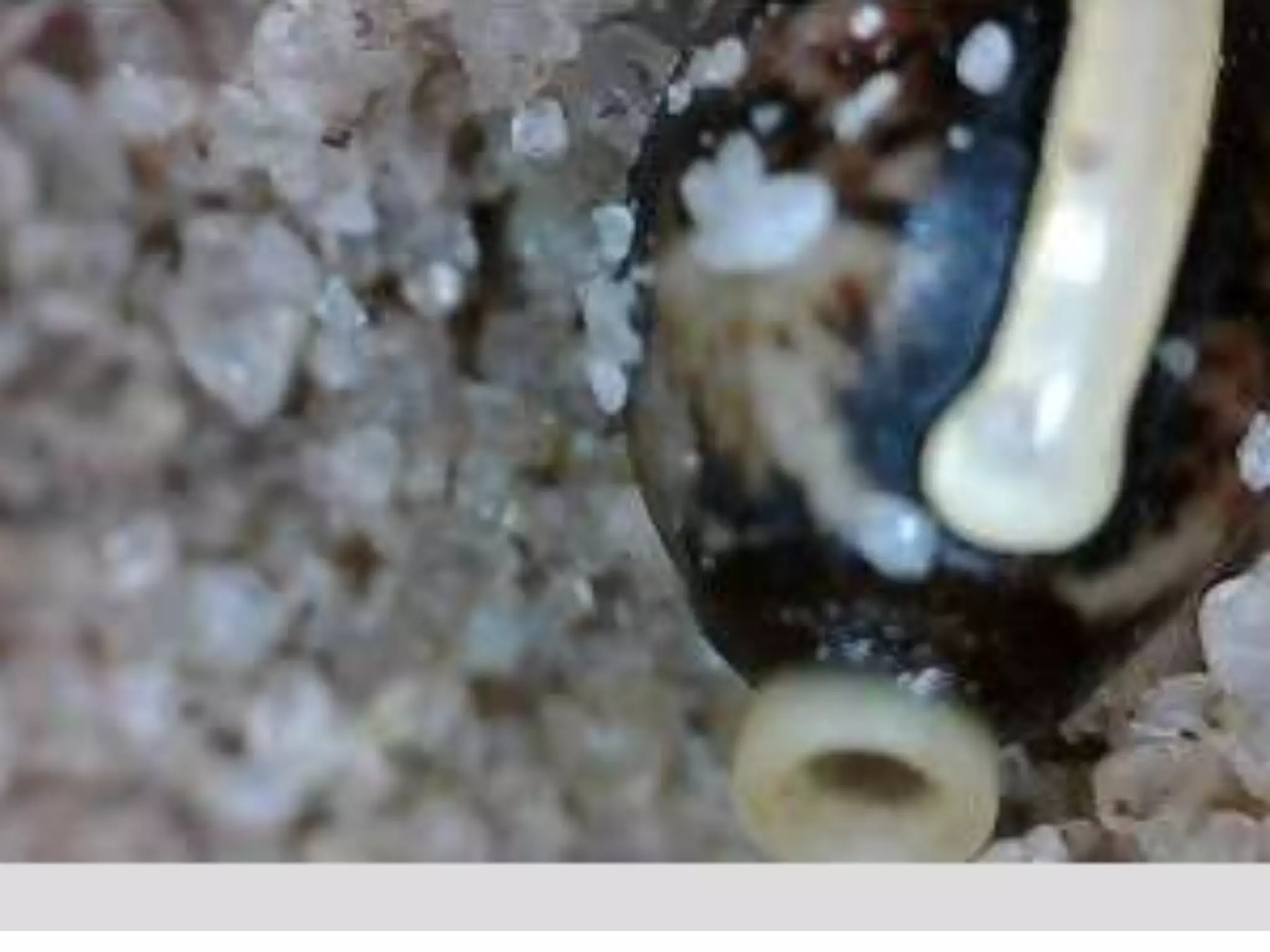 Guess whats in the egg | PPTX