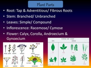 Basic Concepts in Plant Science (Intro of Botany) by Dr. M.R.Bhise | PPTX