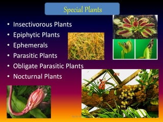 Basic Concepts in Plant Science (Intro of Botany) by Dr. M.R.Bhise | PPTX