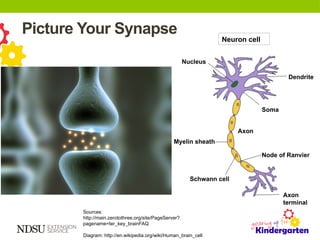 GUFK - session 03 - Brain Development.pptx