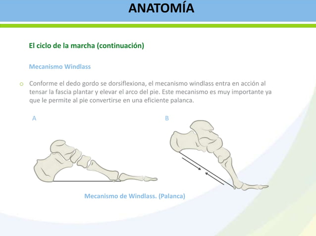 Guia abordaje-pie-doloroso-fascitis-plantar | PPT