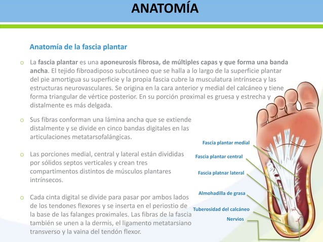 Guia abordaje-pie-doloroso-fascitis-plantar | PPT