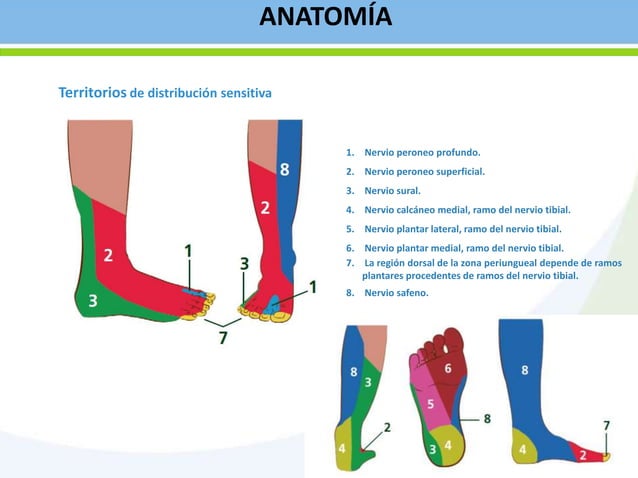 Guia abordaje-pie-doloroso-fascitis-plantar | PPT