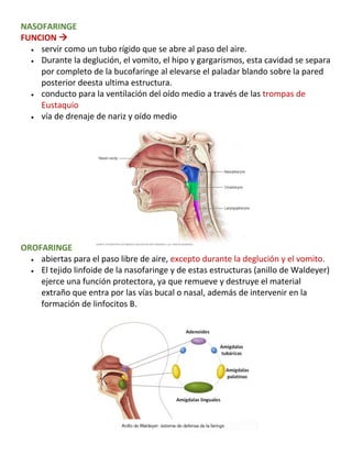 GUIA-FISIOLOGIA-RESPIRATORIO2.pdf