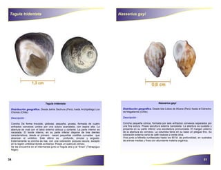 Guia-Moluscos (1).pdf