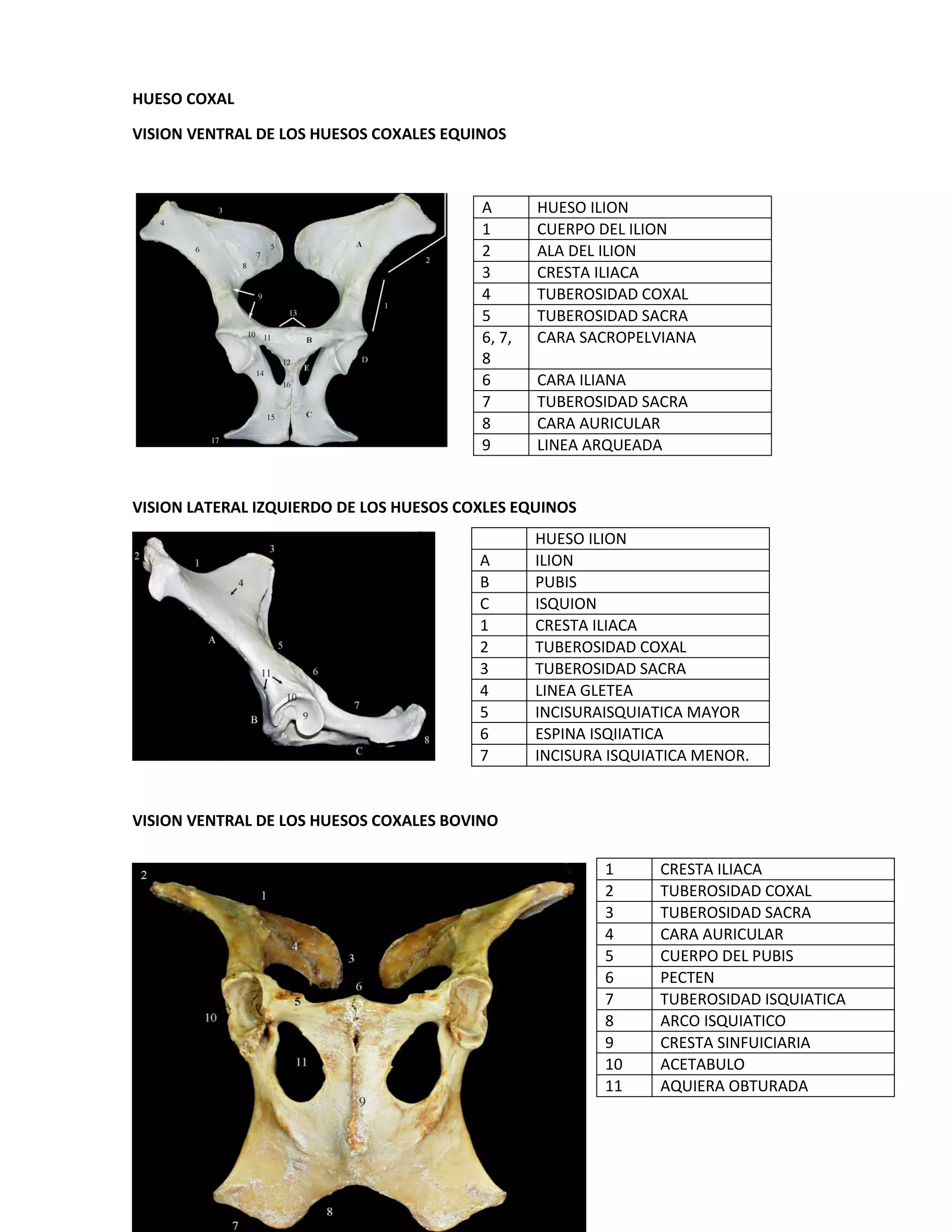 Guia anatomia1 alfonso becerra | PDF