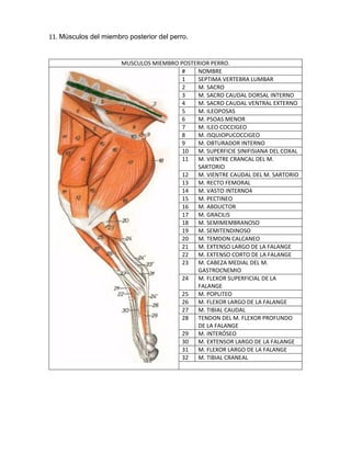 Guia anatomia1 alfonso becerra | PDF