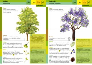 Guia ilustrado de 25 Árvores de Lisboa | PDF
