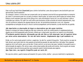 Guia borboletas reserva ducke | PDF