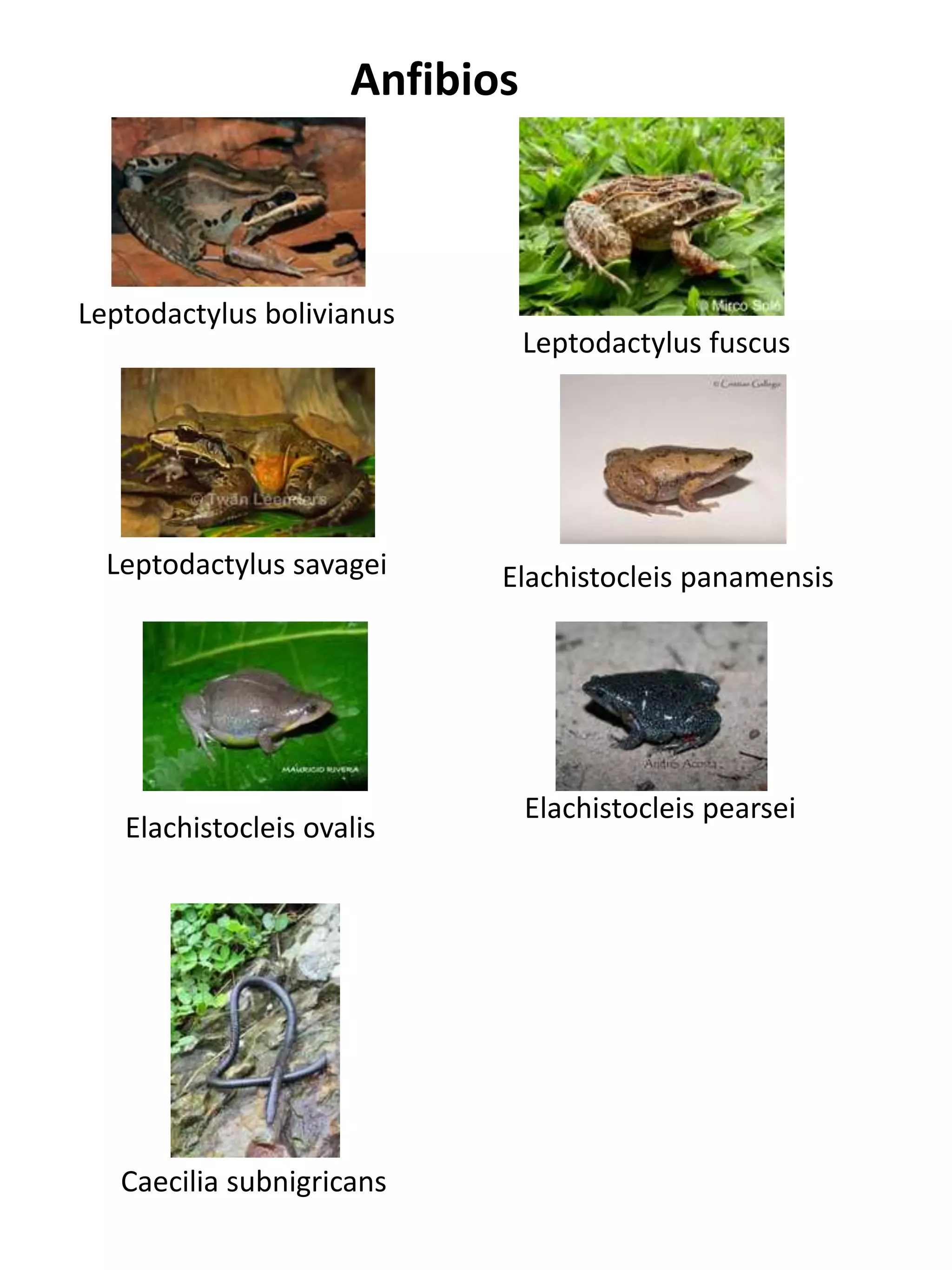 Guia de Anfibios.pptx