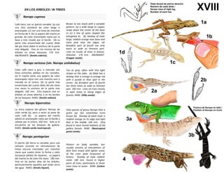 guia de campo reptiles y anfibios de santa rosa y palo verde - David ...