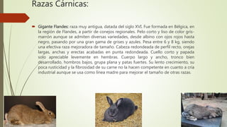 Guía de conejos!!! | PPTX