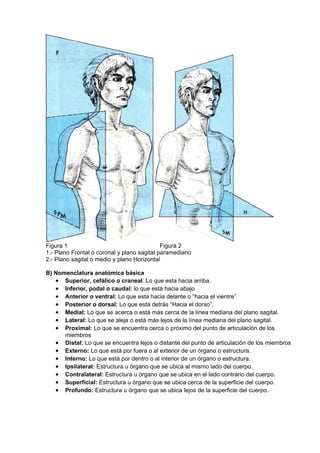 Guia de estudio introducción anatomia y osteología | DOC
