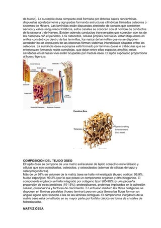 Guia de estudio introducción anatomia y osteología | DOC