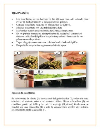 Guia de hidroponía popular | DOCX