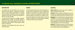 Guia de identificacion y manejo integrado de plagas del frejol en ...