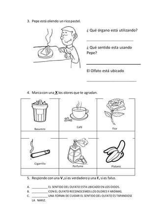 Guía del olfato. 1º básico. los sentidos | DOCX