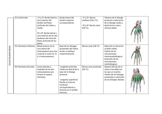 GUIA DE MUSCULOS DE MMSS (BRAZO, ANTEBRAZO Y MANO).pdf