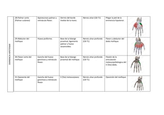 GUIA DE MUSCULOS DE MMSS (BRAZO, ANTEBRAZO Y MANO).pdf