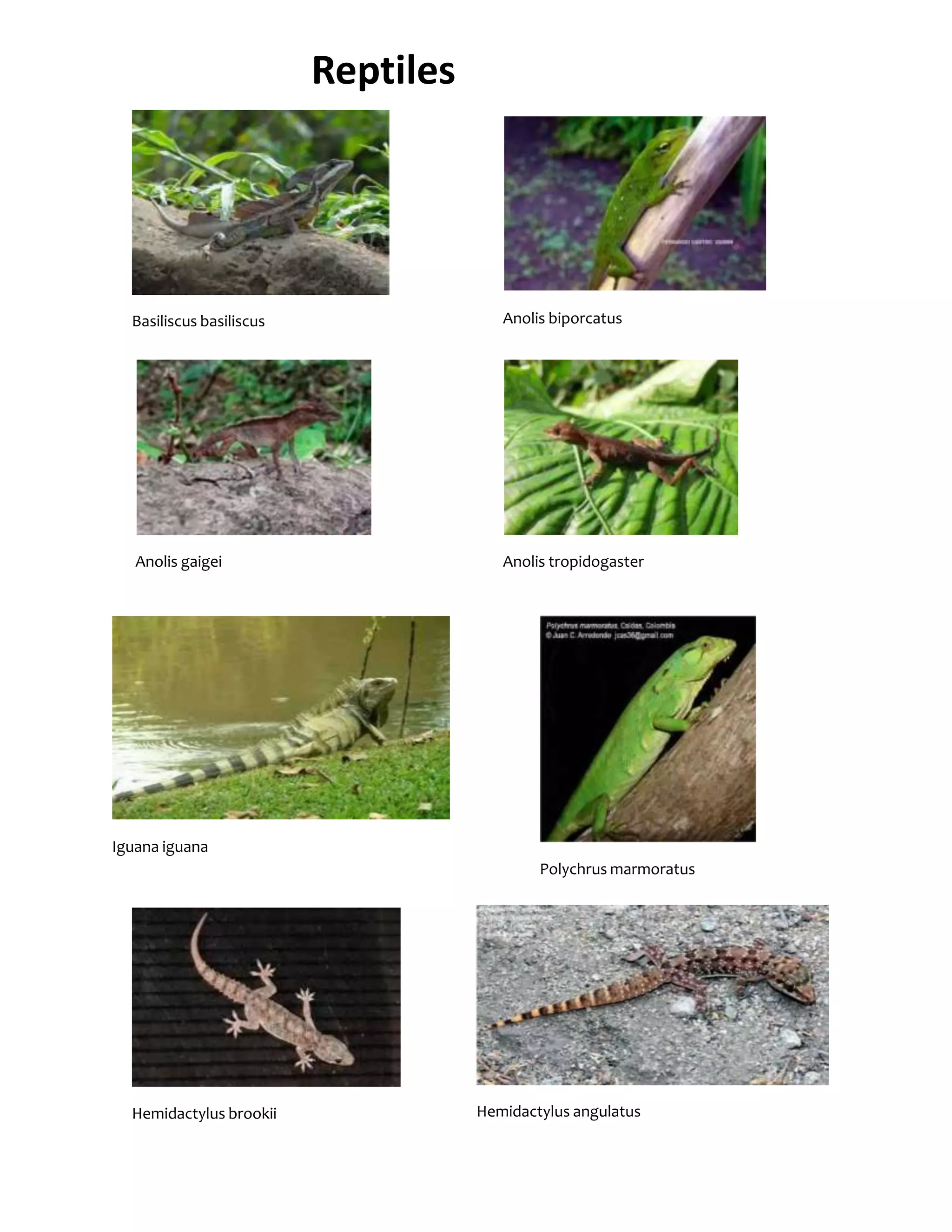 Guia de reptiles.ppt
