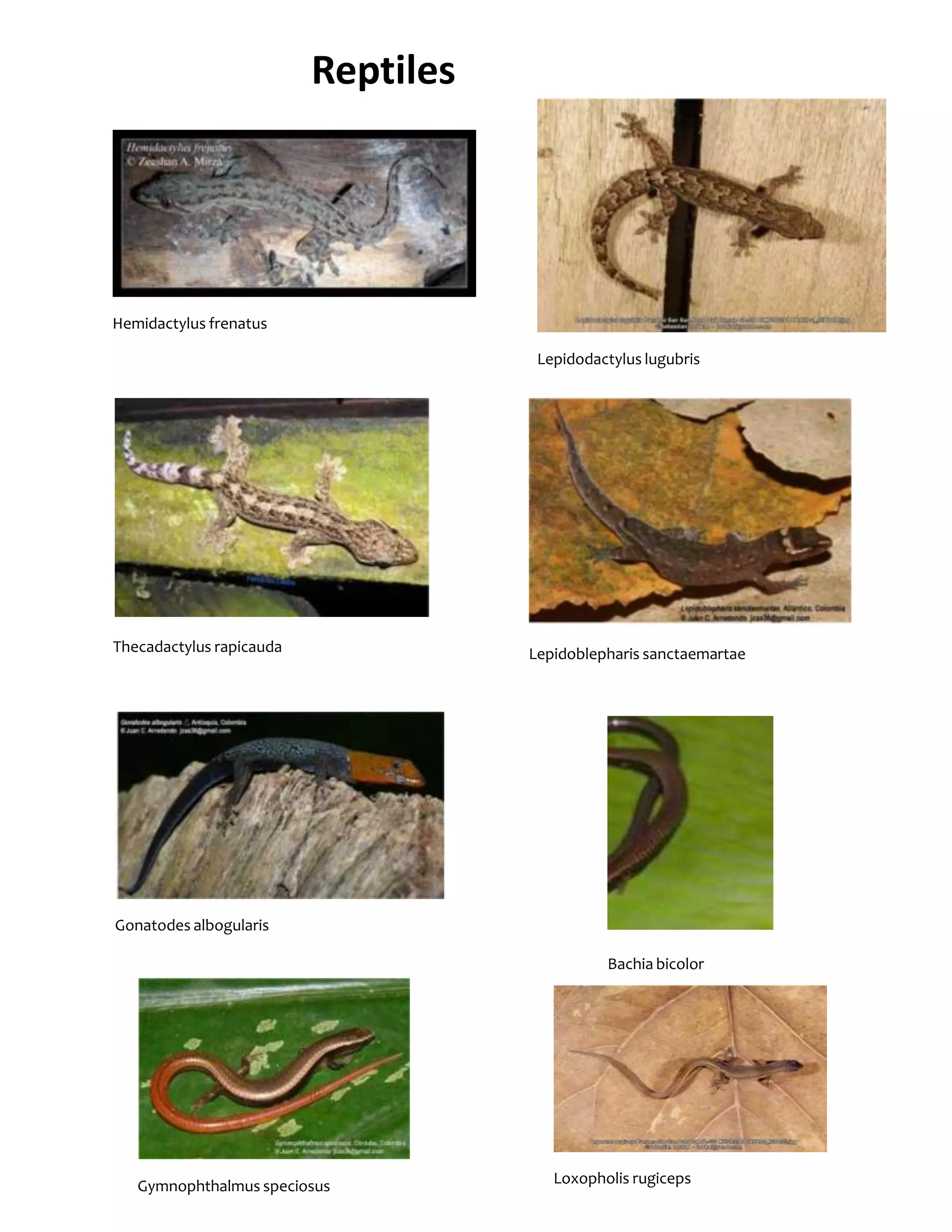 Guia de reptiles.ppt