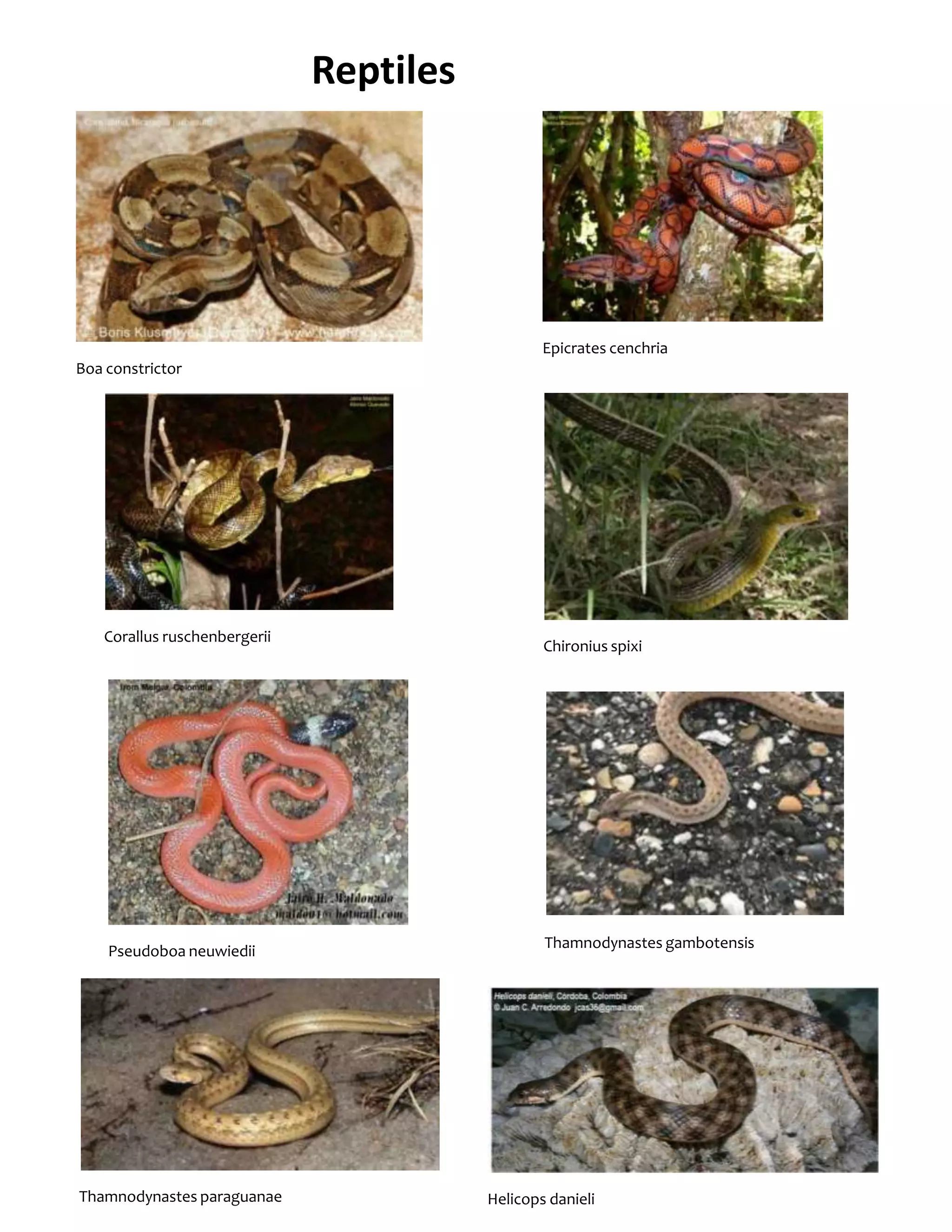 Guia de reptiles.ppt