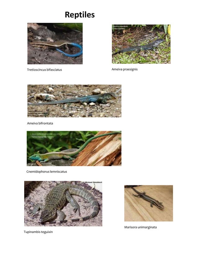 Guia de reptiles.ppt