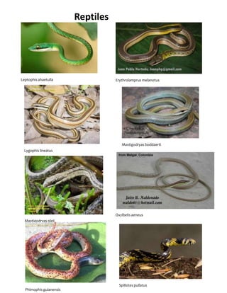 Guia de reptiles.ppt