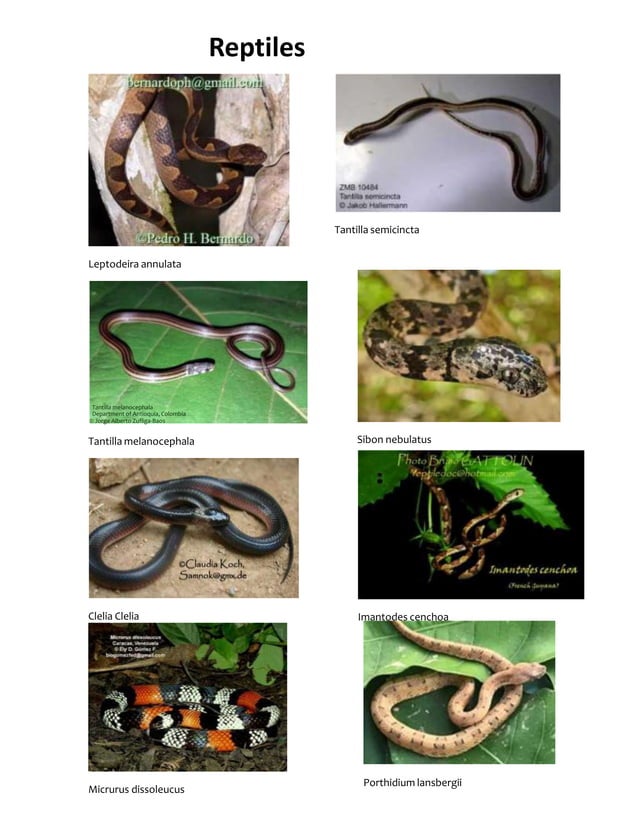 Guia de reptiles.ppt