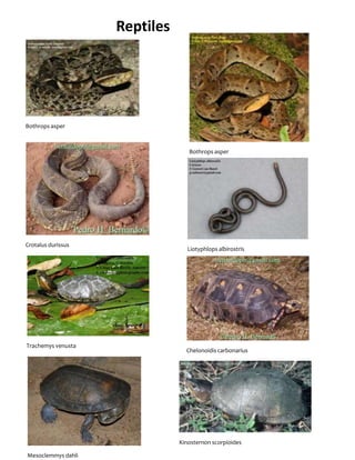 Guia de reptiles.ppt