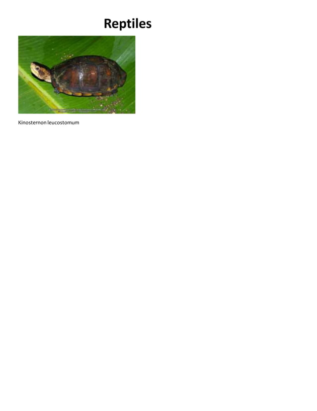 Guia de reptiles.ppt