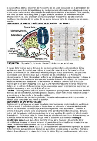 Material complementario EMBRIOLOGIA II Generalidades y Sistema ...