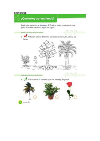 Guia didactica clasificacion de las plantas | PDF
