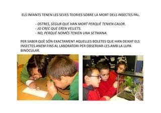 Guia d’insectes del pati de l’escola | PDF