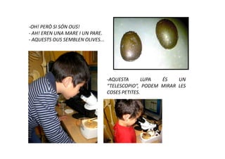 Guia d’insectes del pati de l’escola | PDF