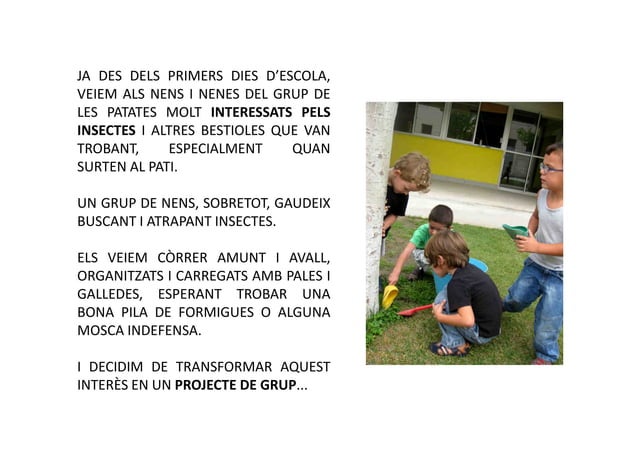 Guia d’insectes del pati de l’escola | PDF